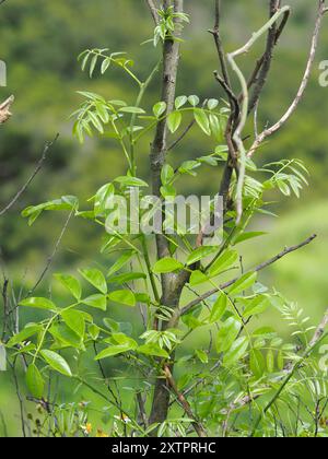 Evergreen Wisteria (Wisteriopsis reticulata) Plantae Stock Photo - Alamy
