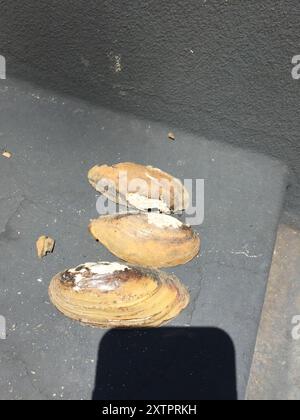 Yellow Sandshell (Lampsilis teres) Mollusca Stock Photo - Alamy