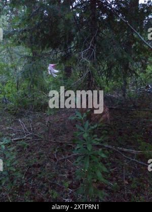Washington lily (Lilium washingtonianum) Plantae Stock Photo - Alamy