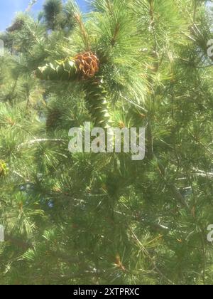 southwestern white pine (Pinus strobiformis) Plantae Stock Photo - Alamy