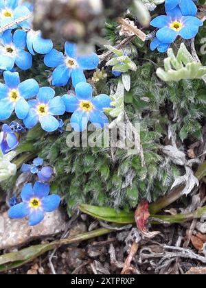 pale alpine forget-me-not (Eritrichium argenteum) Plantae Stock Photo ...