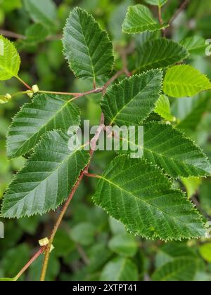 green alder (Alnus alnobetula) Plantae Stock Photo - Alamy