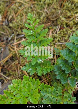 American parsley fern (Cryptogramma acrostichoides) Plantae Stock Photo ...