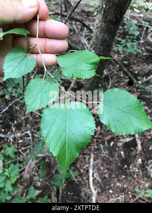 Texas mulberry (Morus microphylla) Plantae Stock Photo - Alamy
