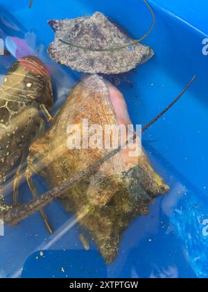 Queen Conch (Aliger gigas) Mollusca Stock Photo - Alamy