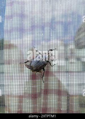 Rough Hermit Beetle (Osmoderma scabra) Insecta Stock Photo - Alamy