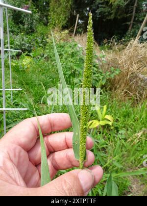 hooked bristle grass (Setaria verticillata) Plantae Stock Photo - Alamy