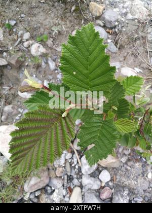 grey alder (Alnus incana) Plantae Stock Photo - Alamy