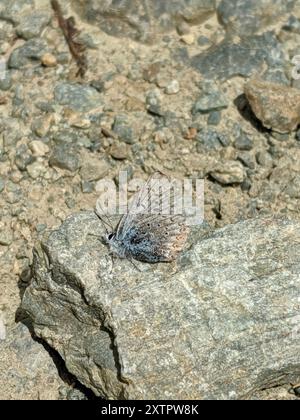 Anna's Blue (Plebejus anna), Insecta, Lightening Lake N Manning Park BC ...