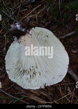 Blue Band Brittlegill (Russula chloroides) Fungi Stock Photo - Alamy