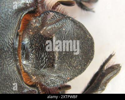 (Heliocopris hamadryas) Insecta Stock Photo - Alamy