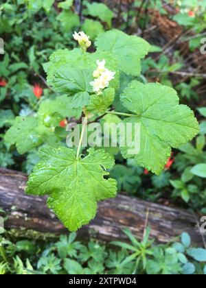 Wolf's Currant (Ribes wolfii), Plantae, Diamond Creek Rd, Pomeroy, WA ...