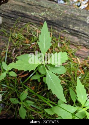 northern bugleweed (Lycopus uniflorus) Plantae Stock Photo - Alamy