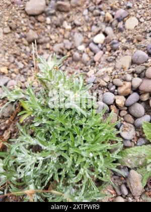 marsh cudweed (Gnaphalium uliginosum) Plantae Stock Photo - Alamy