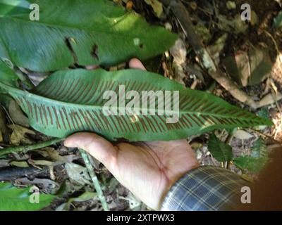 (Asplenium balansae) Plantae Stock Photo - Alamy