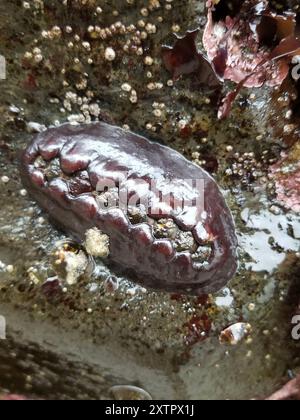 Black Leather Chiton (Katharina tunicata) Mollusca Stock Photo - Alamy