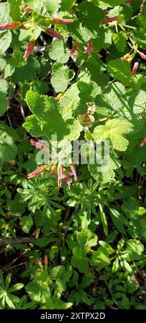 sticky currant (Ribes viscosissimum), Plantae, Kootenay Boundary, BC ...