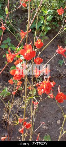 Scarlet Larkspur (Delphinium cardinale) Plantae Stock Photo - Alamy
