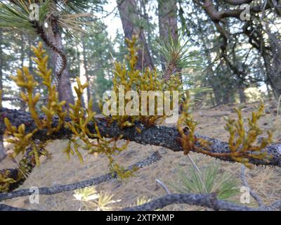 Western Dwarf-Mistletoe (Arceuthobium campylopodum) Plantae Stock Photo ...