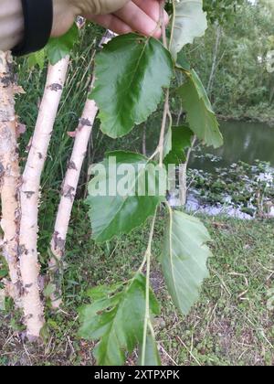 river birch (Betula nigra) Plantae Stock Photo - Alamy