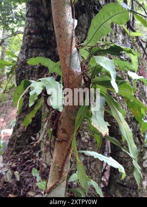 polypody family (Polypodiaceae) Plantae Stock Photo - Alamy