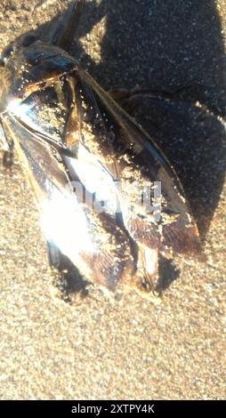 (Lethocerus annulipes) Insecta Stock Photo - Alamy