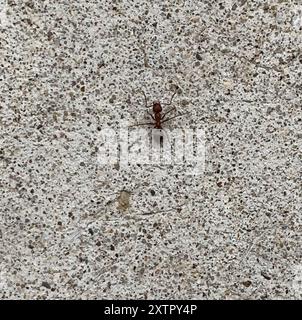 Slave-raider Field and Mound Ants (Formica sanguinea Stock Photo - Alamy