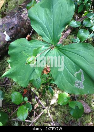 Pacific trillium (Trillium ovatum) Plantae Stock Photo - Alamy