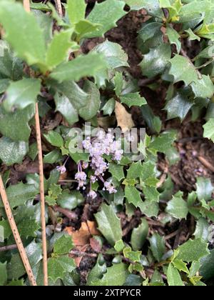 Mahala mat (Ceanothus prostratus) Plantae Stock Photo - Alamy