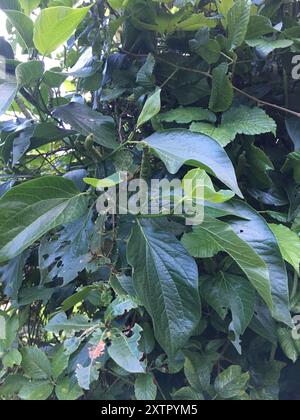pepper plant family (Piperaceae) Plantae Stock Photo - Alamy