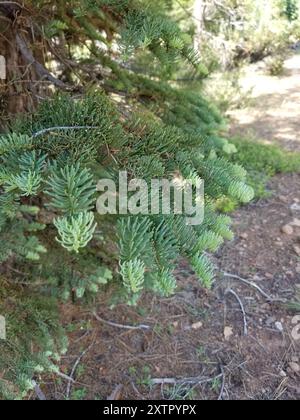 red fir (Abies magnifica) Plantae Stock Photo - Alamy