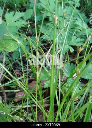 Remote Sedge (Carex remota) Plantae Stock Photo - Alamy