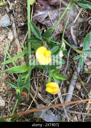 sidebeak pencilflower (Stylosanthes biflora) Plantae Stock Photo - Alamy