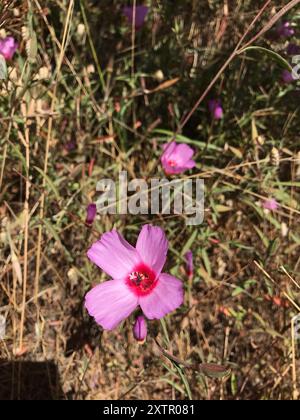 ruby chalice clarkia (Clarkia rubicunda) Plantae Stock Photo - Alamy