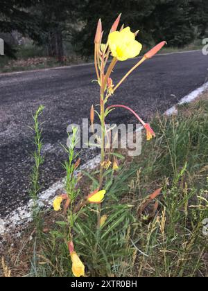 long-stem evening-primrose (Oenothera longissima Stock Photo - Alamy