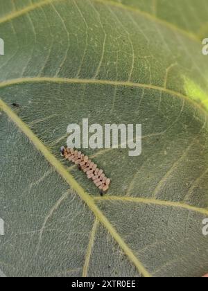 Kudzu Bug (Megacopta cribraria), Insecta, Windsor Forest, Savannah, GA ...