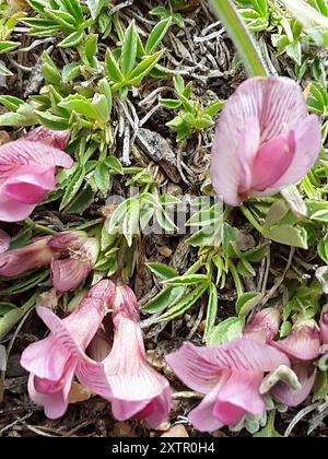 Dwarf Clover (Trifolium nanum) Plantae Stock Photo - Alamy