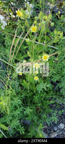 sticky cinquefoil (Drymocallis glandulosa) Plantae Stock Photo - Alamy