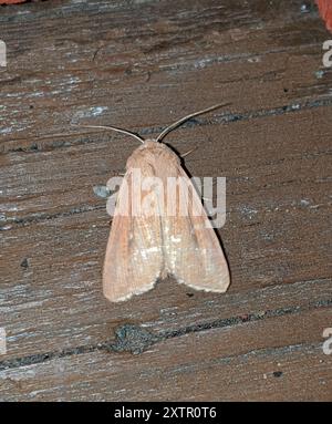 Wainscot Moths (Leucaniini) Insecta Stock Photo - Alamy