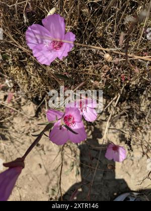 ruby chalice clarkia (Clarkia rubicunda) Plantae Stock Photo - Alamy