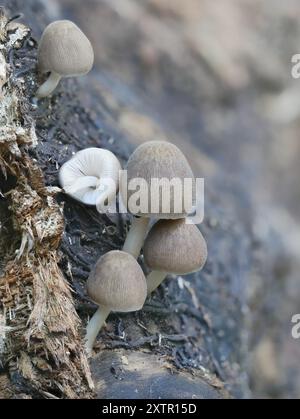 Pleated Pluteus (Pluteus longistriatus) Fungi Stock Photo - Alamy