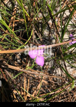 Grassleaf Roseling (Callisia graminea), Plantae, North Carolina, US ...