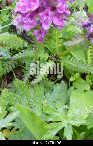 Whorled Lousewort (Pedicularis verticillata) Plantae Stock Photo - Alamy