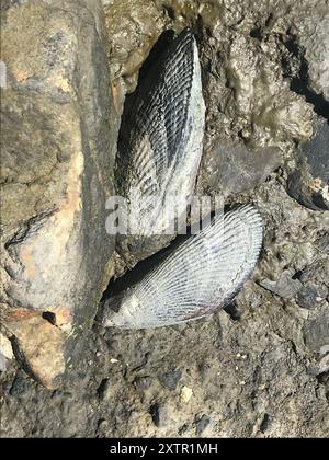 True Mussels (Mytilidae) Mollusca Stock Photo - Alamy