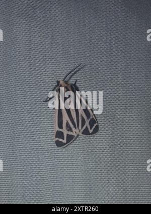 Harnessed Tiger Moth (Apantesis phalerata) Insecta Stock Photo - Alamy