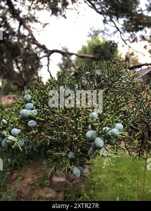 western juniper (Juniperus occidentalis) Plantae Stock Photo - Alamy