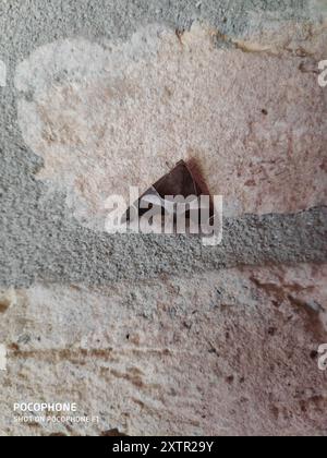 The Passenger (Dysgonia algira) Insecta Stock Photo - Alamy