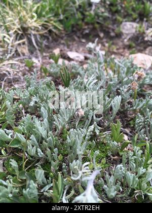 Alpine Sagebrush (Artemisia scopulorum) Plantae Stock Photo - Alamy