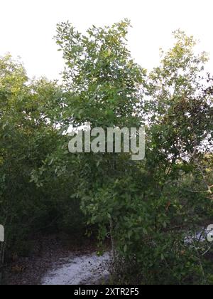 Scrub Hickory (Carya floridana), Plantae, Florida, US Stock Photo - Alamy