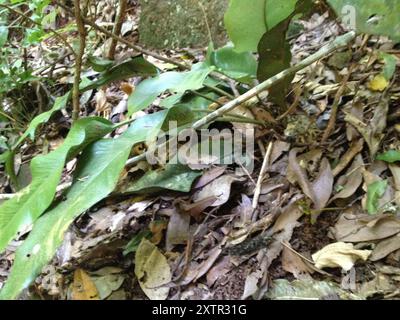 (Asplenium balansae) Plantae Stock Photo - Alamy